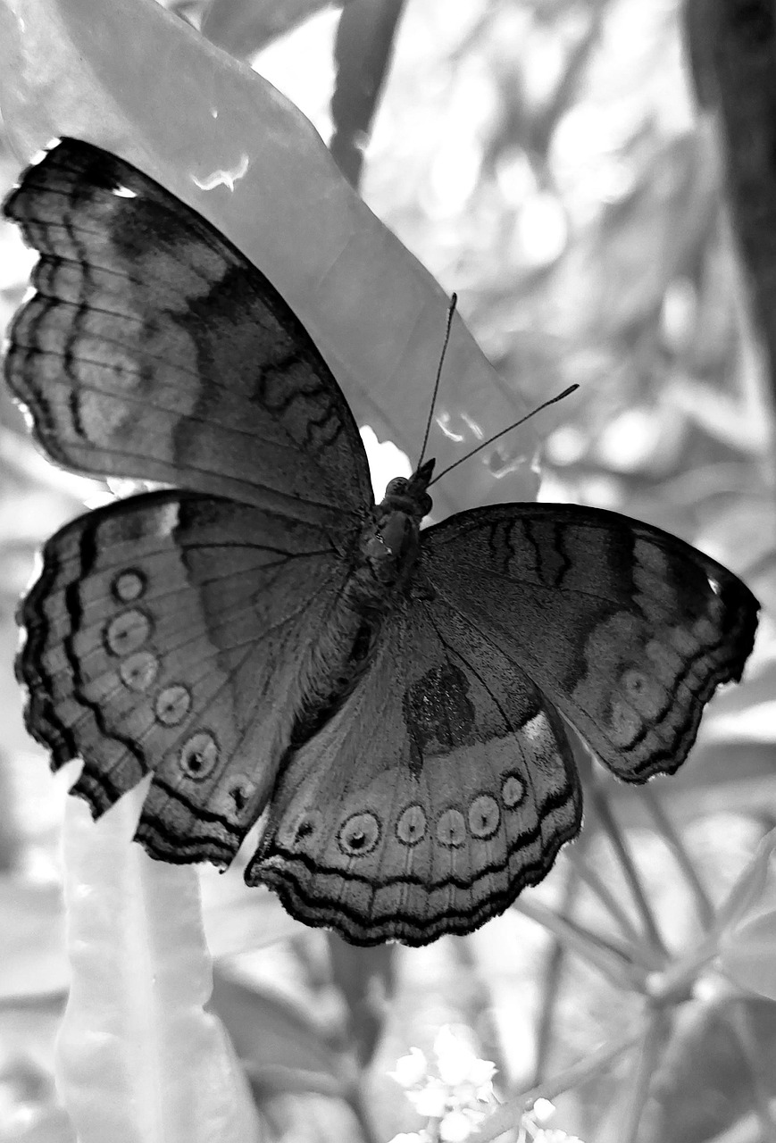 Mariposa Pensamiento Marrón - Foto gratis en Pixabay - Pixabay
