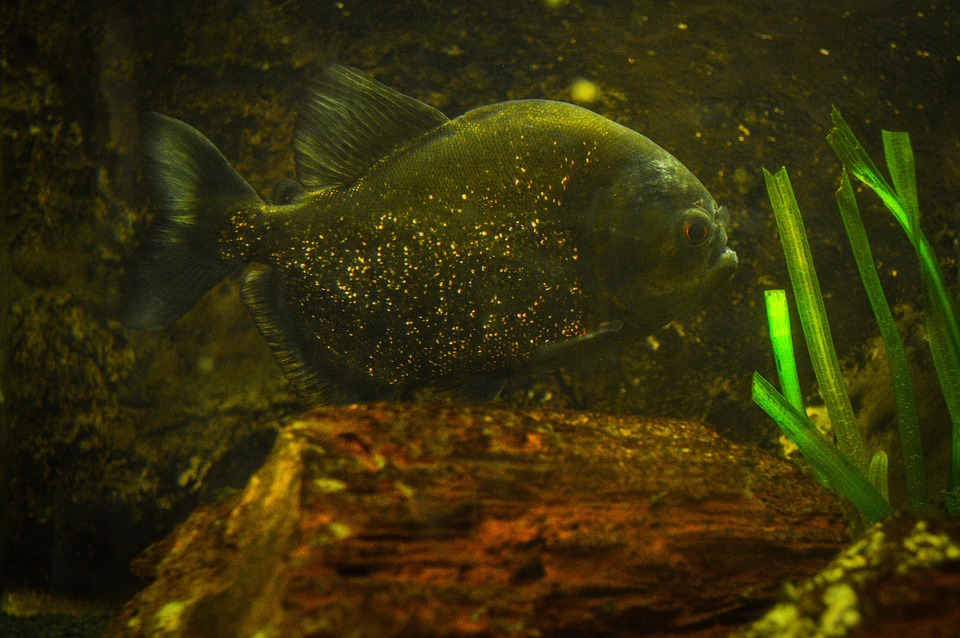 Poisson Animal Sous-Marin La - Photo gratuite sur Pixabay - Pixabay
