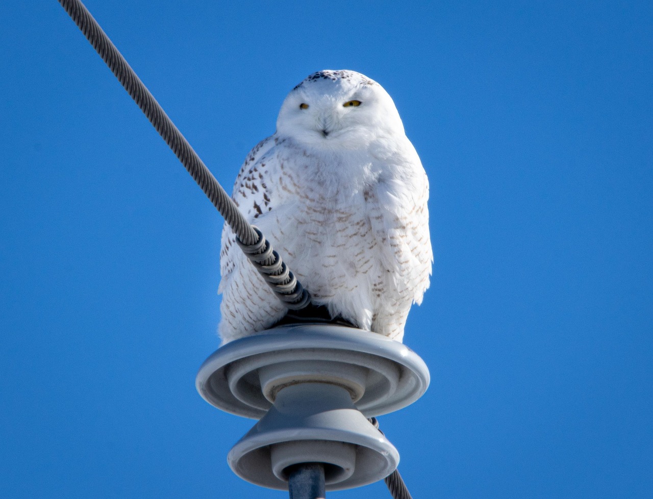 200+ Free Snowy Owl & Owl Images - Pixabay
