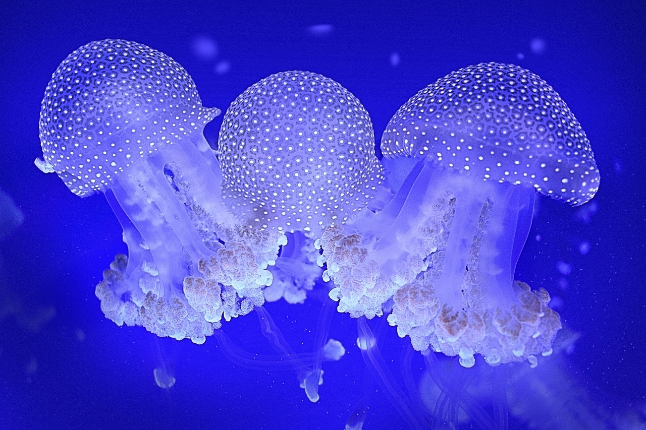 Jellyfish Animals Underwater - Free photo on Pixabay