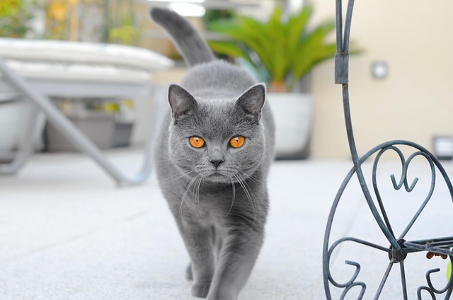 Page 2 - 20,000+ Free Gray Cat & Cat Photos - Pixabay