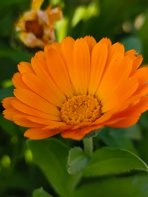 Calendula Bunga Tanaman - Foto gratis di Pixabay - Pixabay