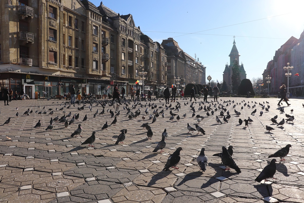 Victory Square Pigeons Buildings - Free photo on Pixabay - Pixabay