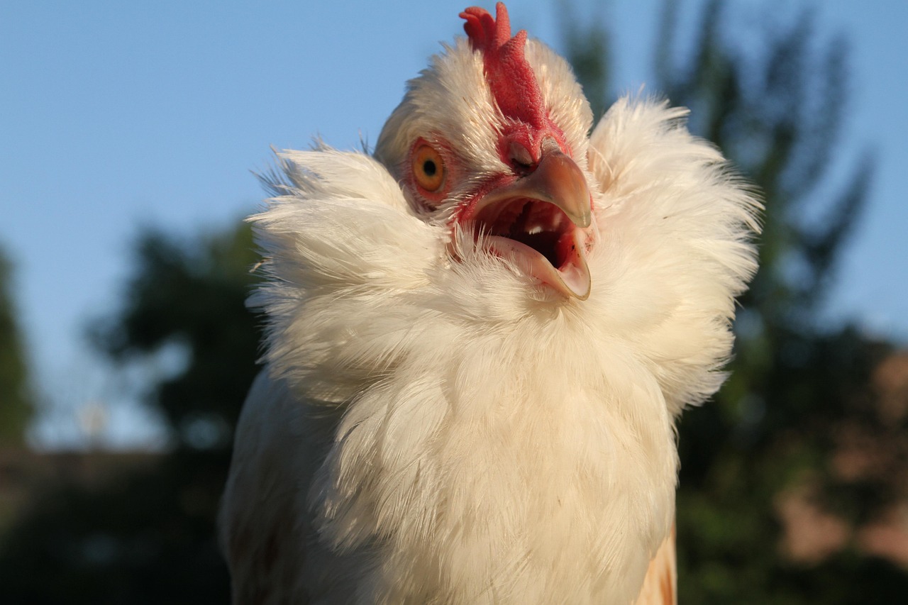 Chickens Hens Salmon Faverolle - Free photo on Pixabay - Pixabay
