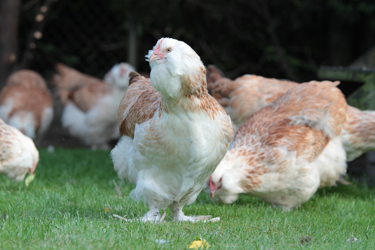 Chickens Hens Salmon Faverolle - Free photo on Pixabay - Pixabay