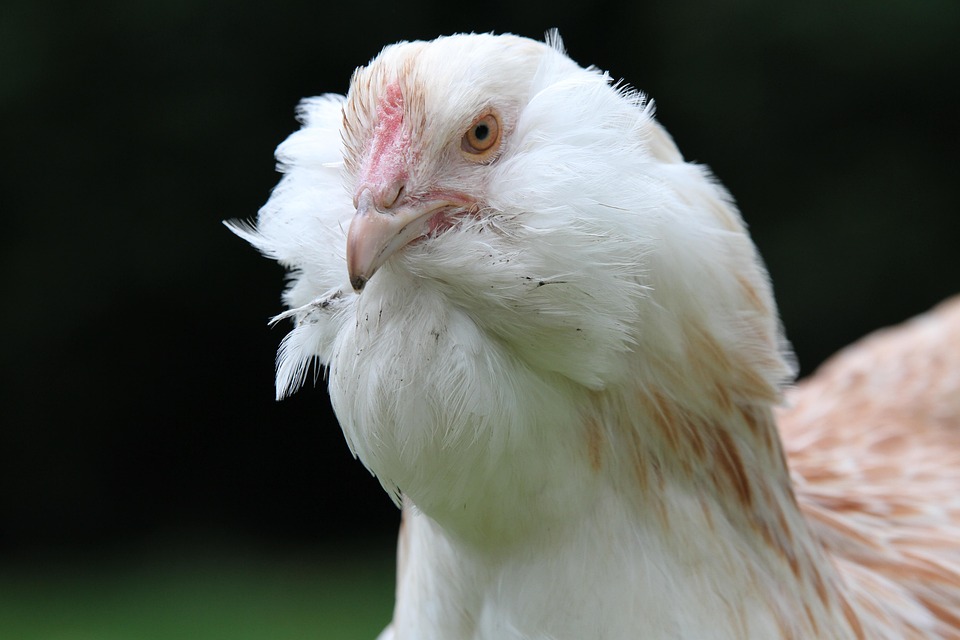 Oiseau Ornithologie Poulet - Photo gratuite sur Pixabay - Pixabay