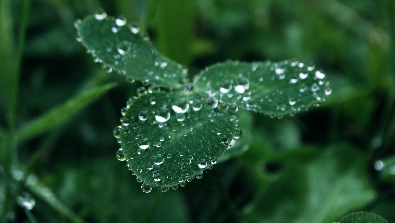 Trevo Folhas Planta - Foto gratuita no Pixabay - Pixabay