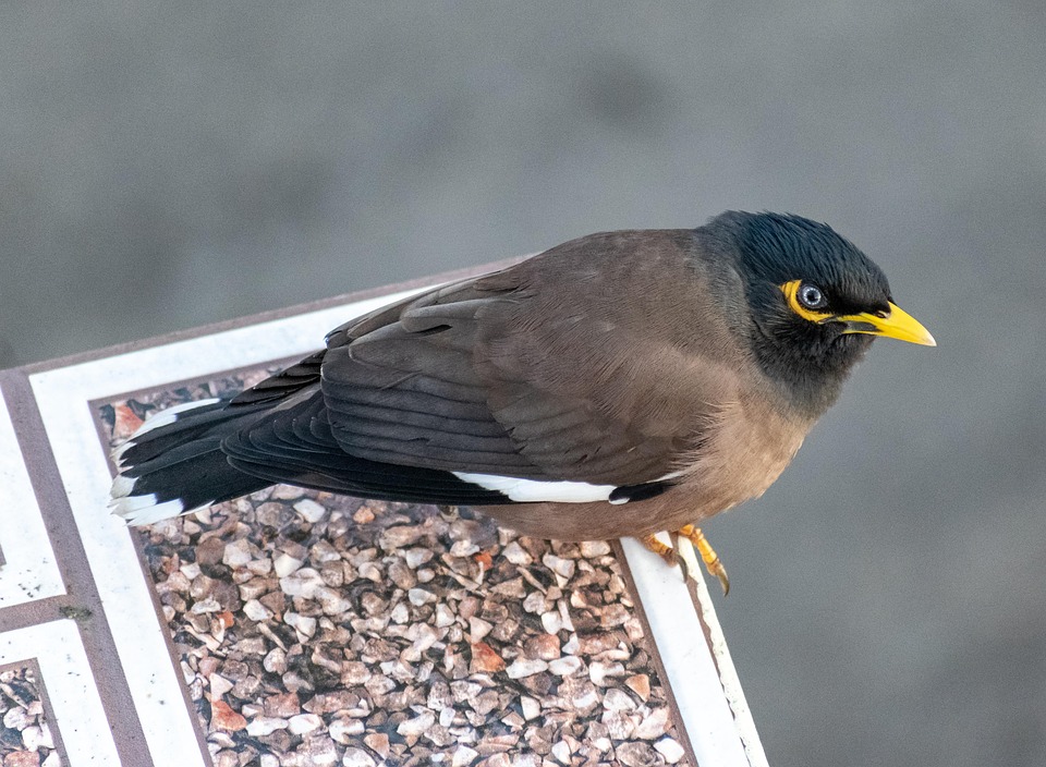 Myna Bird Animal - Free photo on Pixabay - Pixabay