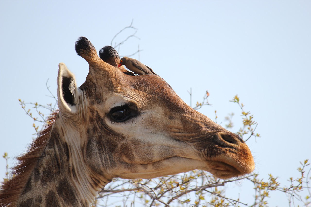 Animal Giraffe Mammal - Free photo on Pixabay - Pixabay