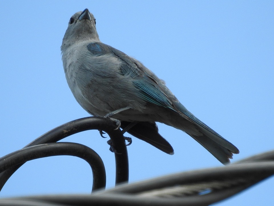 Thraupis Bird Animal - Free photo on Pixabay - Pixabay