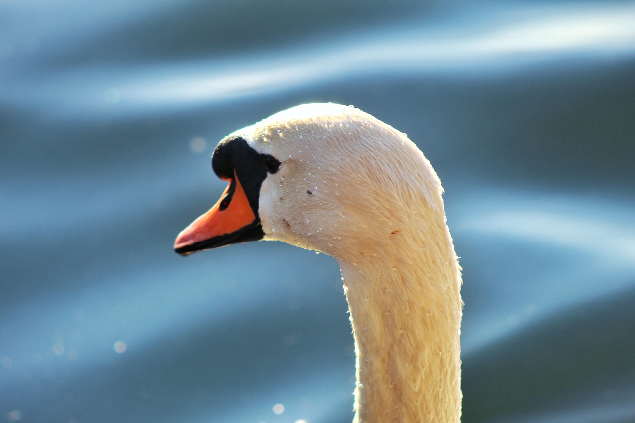 Cisne Lago Ave Acuática Aves - Foto gratis en Pixabay - Pixabay