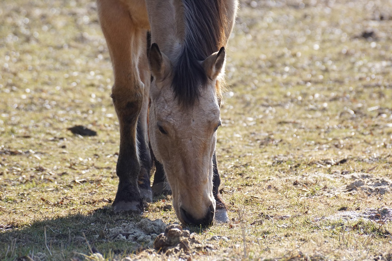 Horse Pasture Grazing - Free photo on Pixabay - Pixabay