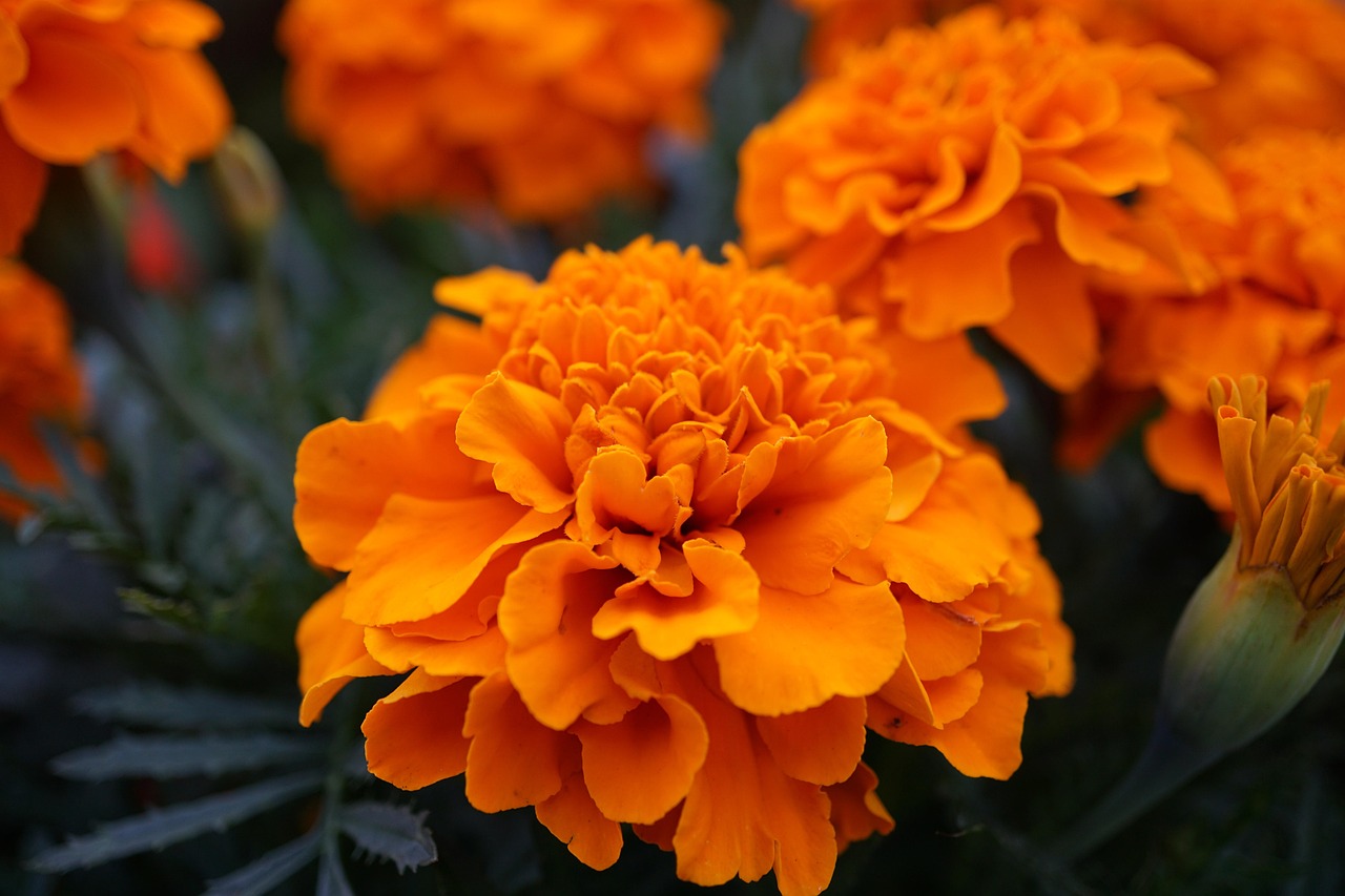 Blume Blüte Natur - Kostenloses Foto auf Pixabay