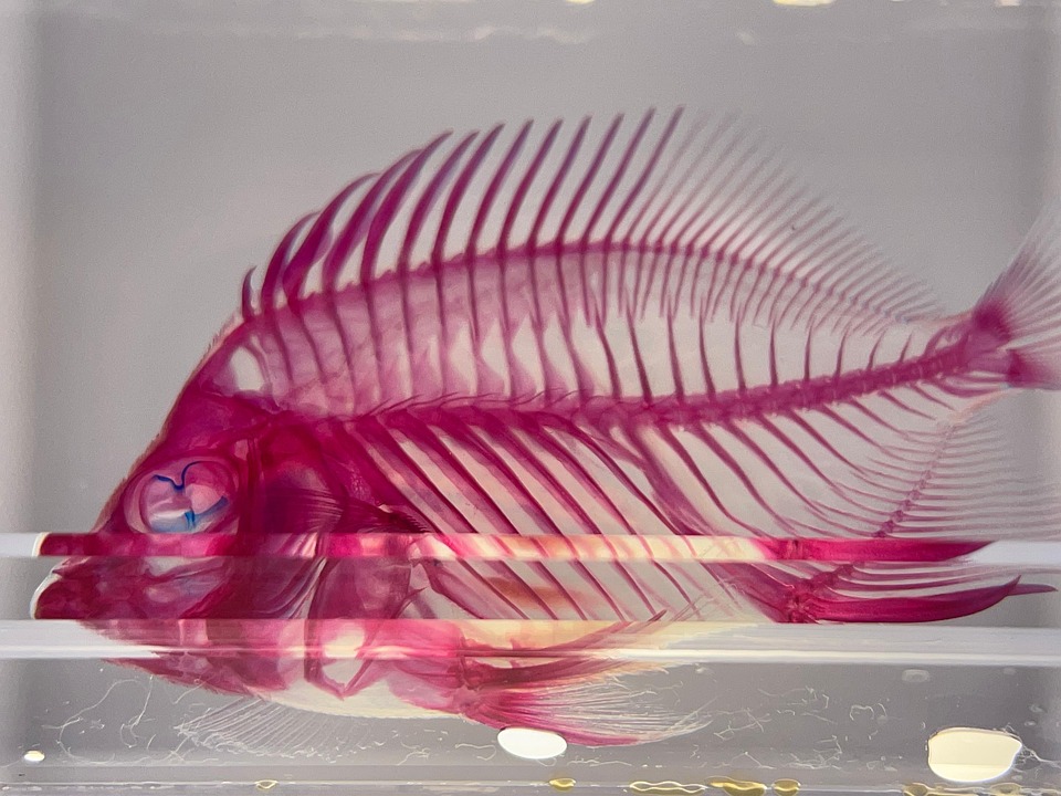 Specimen Exemplar De Schelet - Fotografie gratuită pe Pixabay