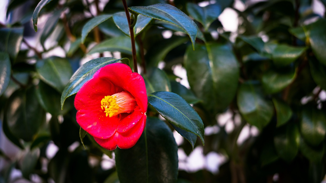 Bunga Kamelia Tanaman - Foto gratis di Pixabay - Pixabay