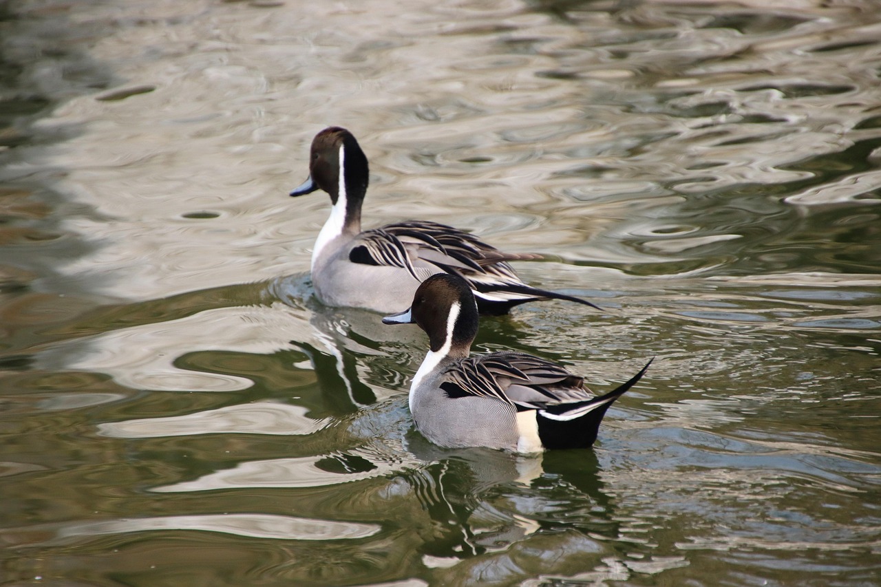 10,000+ Free Pintail Duck & Duck Photos - Pixabay