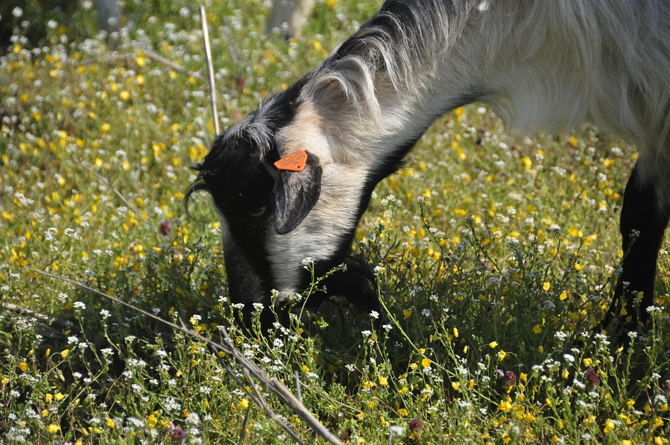 Goat Nature Meadow - Free photo on Pixabay