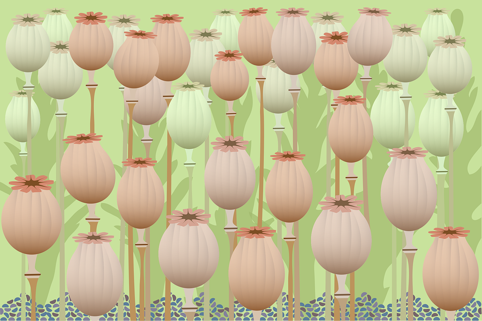 Download Poppy Head, Seed Pods, Poppies. Royalty-Free Vector Graphic ...
