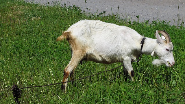 Animal Goat Mammal - Free photo on Pixabay - Pixabay