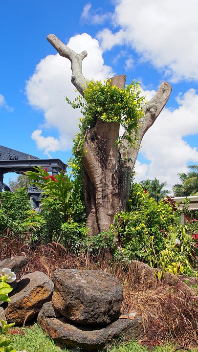 Mauritius Baum - Kostenloses Foto auf Pixabay - Pixabay