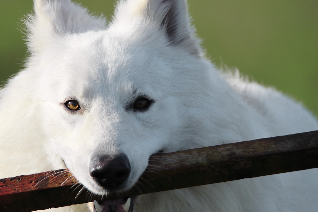 Dog Pet Animal White - Free photo on Pixabay - Pixabay