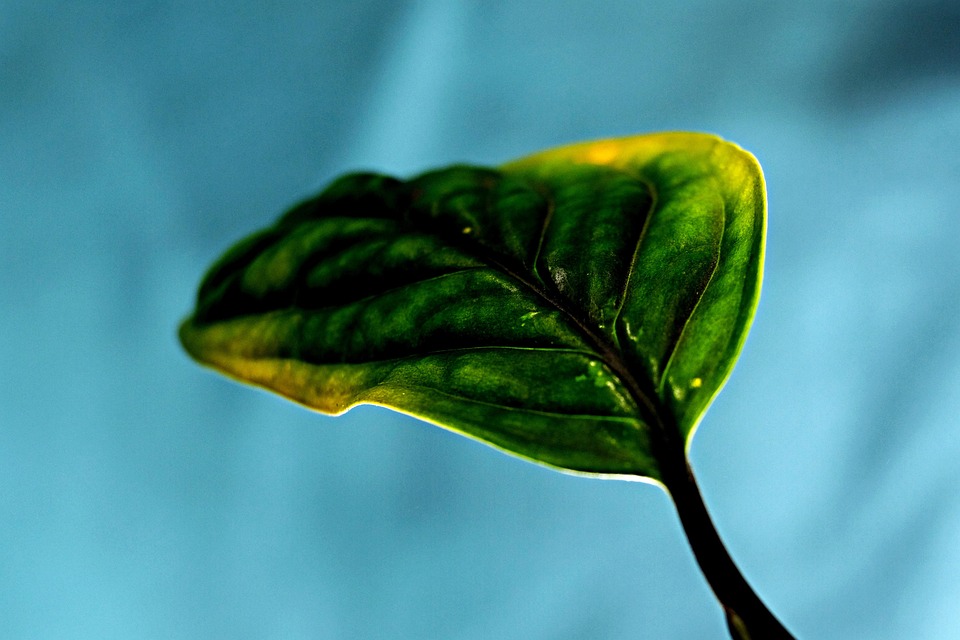 Nature Feuille Botanique - Photo gratuite sur Pixabay - Pixabay