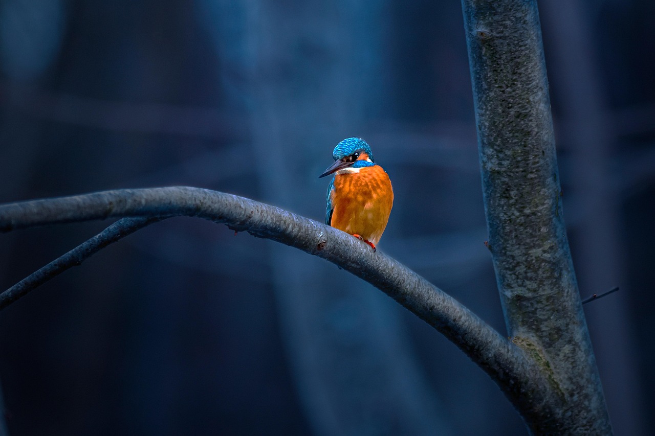 Kingfisher Bird Animal Common - Free photo on Pixabay