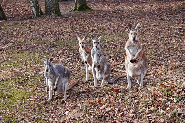 Kangourou Les Marsupiaux Zoo - Photo gratuite sur Pixabay - Pixabay