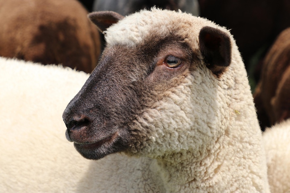 Animal Sheep Mammal - Free photo on Pixabay - Pixabay
