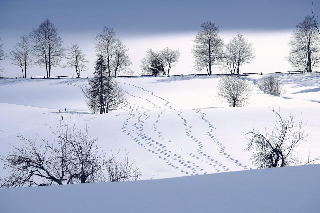 Nature Winter Season - Free photo on Pixabay