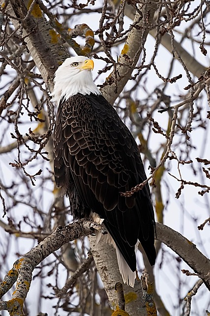 Bird Ornithology Bald Eagle - Free photo on Pixabay