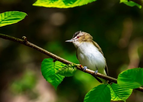 6+ Free Vireo & Red-Eyed Vireo Photos - Pixabay