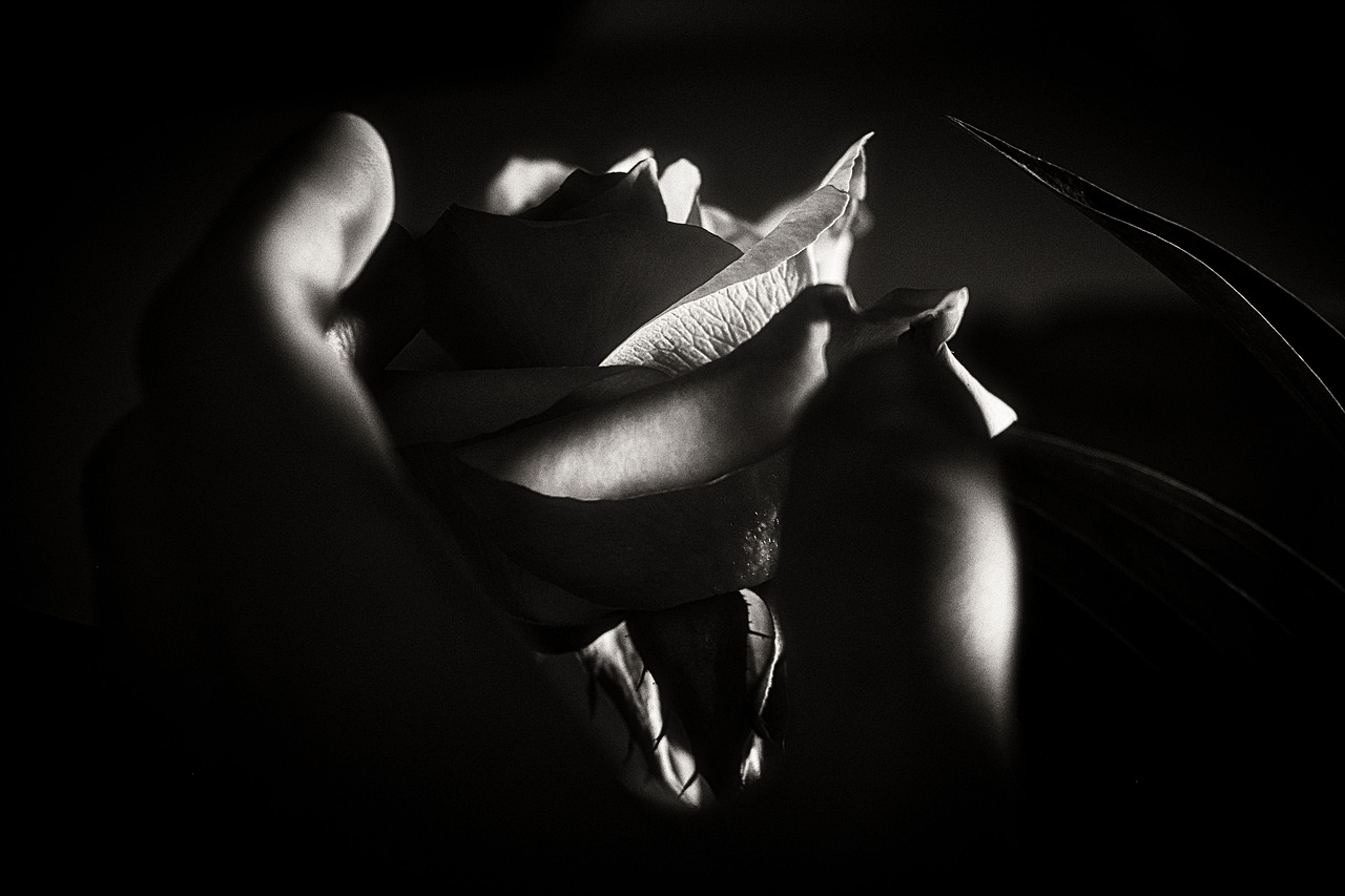 Fleur Rose Monochrome - Photo gratuite sur Pixabay - Pixabay