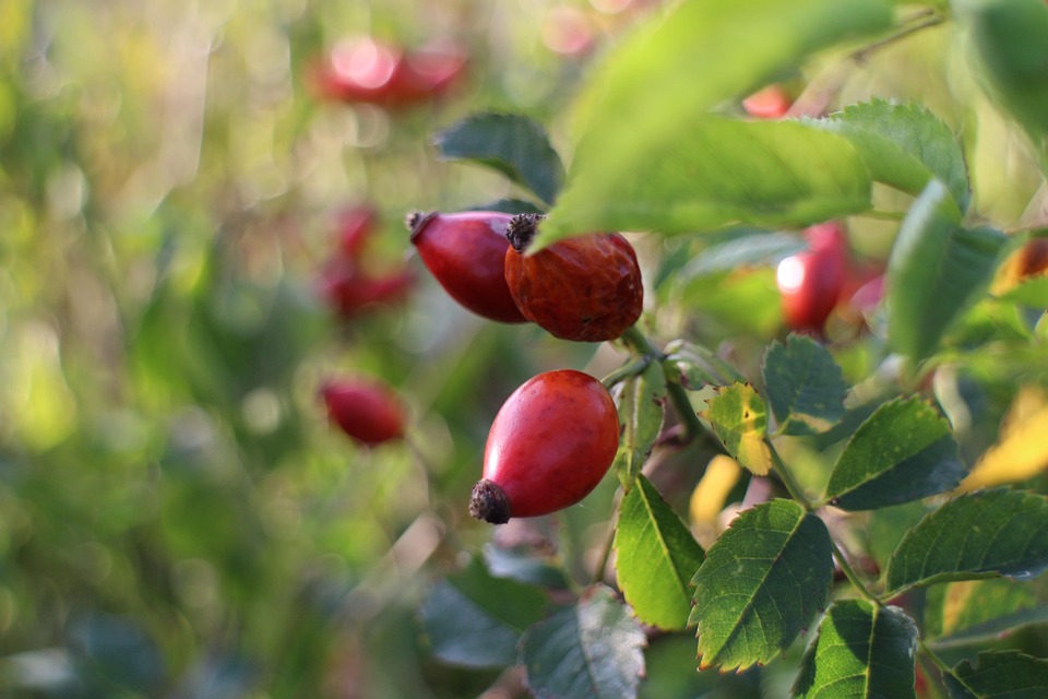 Rose Hips Organic Plant - Free photo on Pixabay - Pixabay