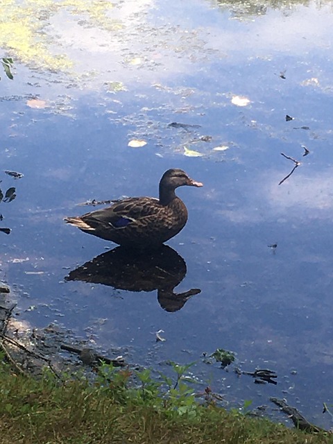 Duck Pond Water - Free photo on Pixabay - Pixabay