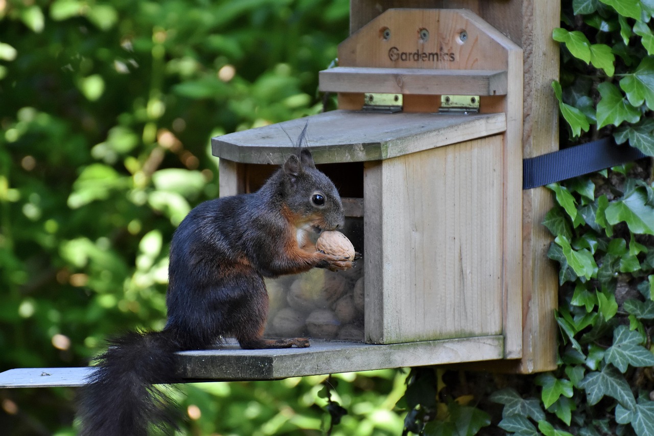 Animal Squirrel Mammal - Free photo on Pixabay