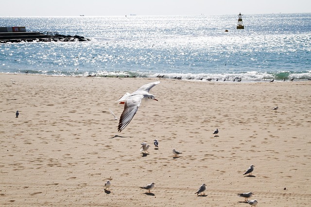 Birds Seagull Ornithology - Free photo on Pixabay - Pixabay