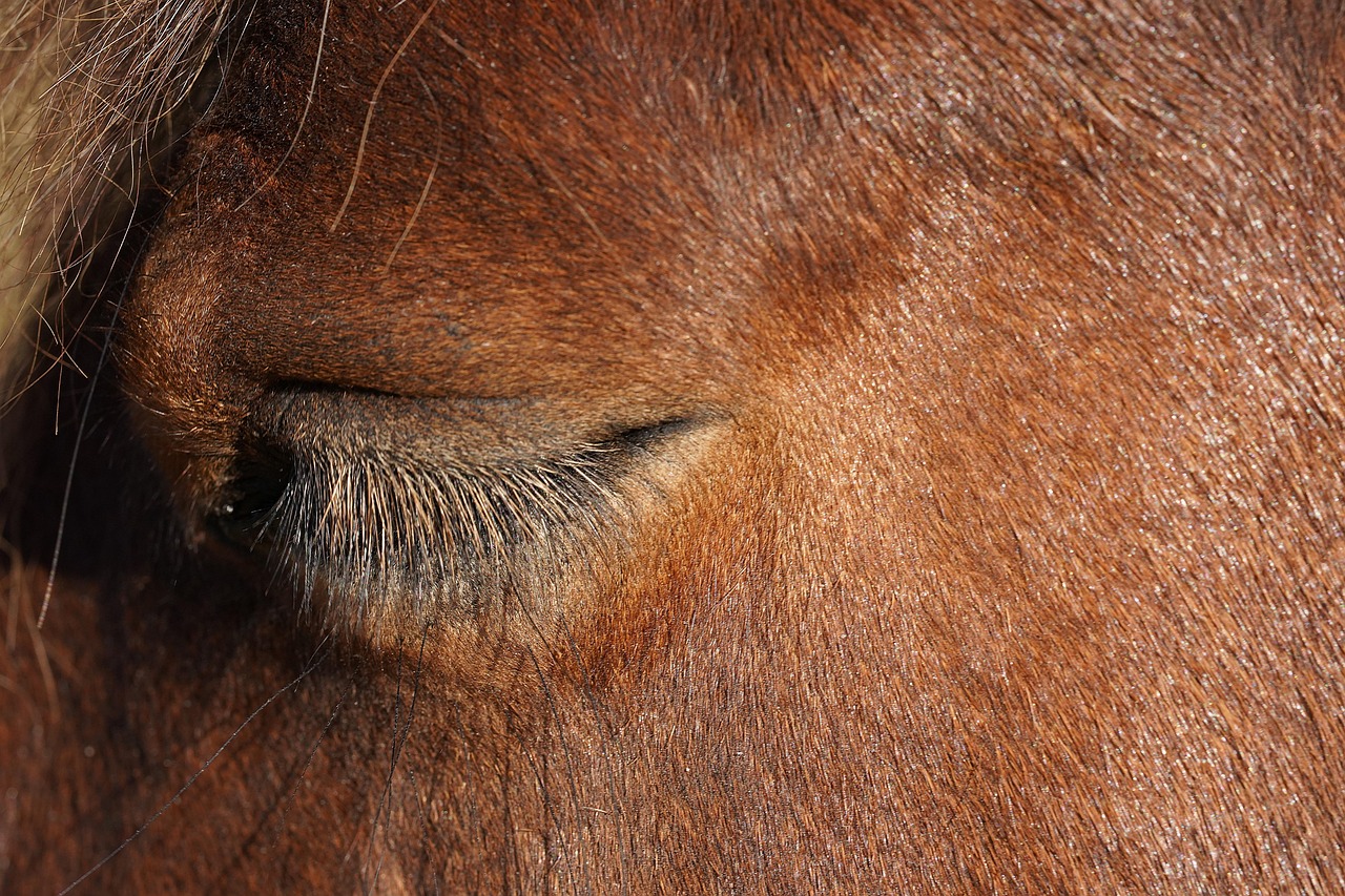 Visage De Cheval White Horse Foto Behang | Close Up Gezicht