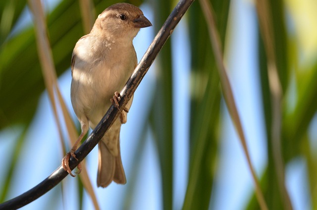 Bird Sparrow Beak - Free photo on Pixabay