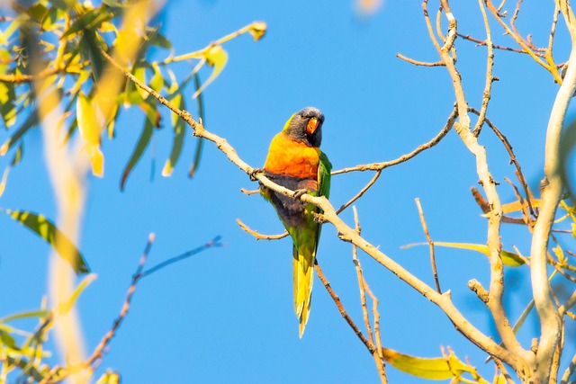 Lorikeet Bird Branch - Free photo on Pixabay