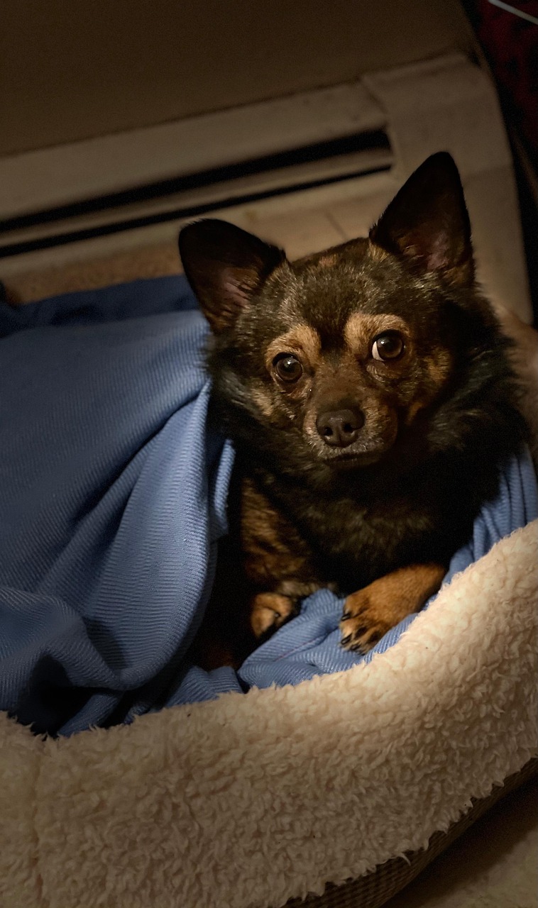 Dog Unique Animal - Free photo on Pixabay - Pixabay