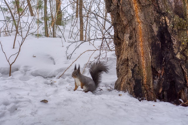 Animal Squirrel Mammal - Free photo on Pixabay