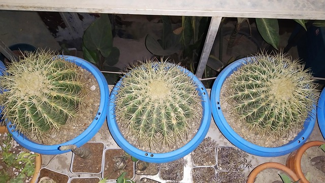 Cactus Nature Tree - Free photo on Pixabay - Pixabay