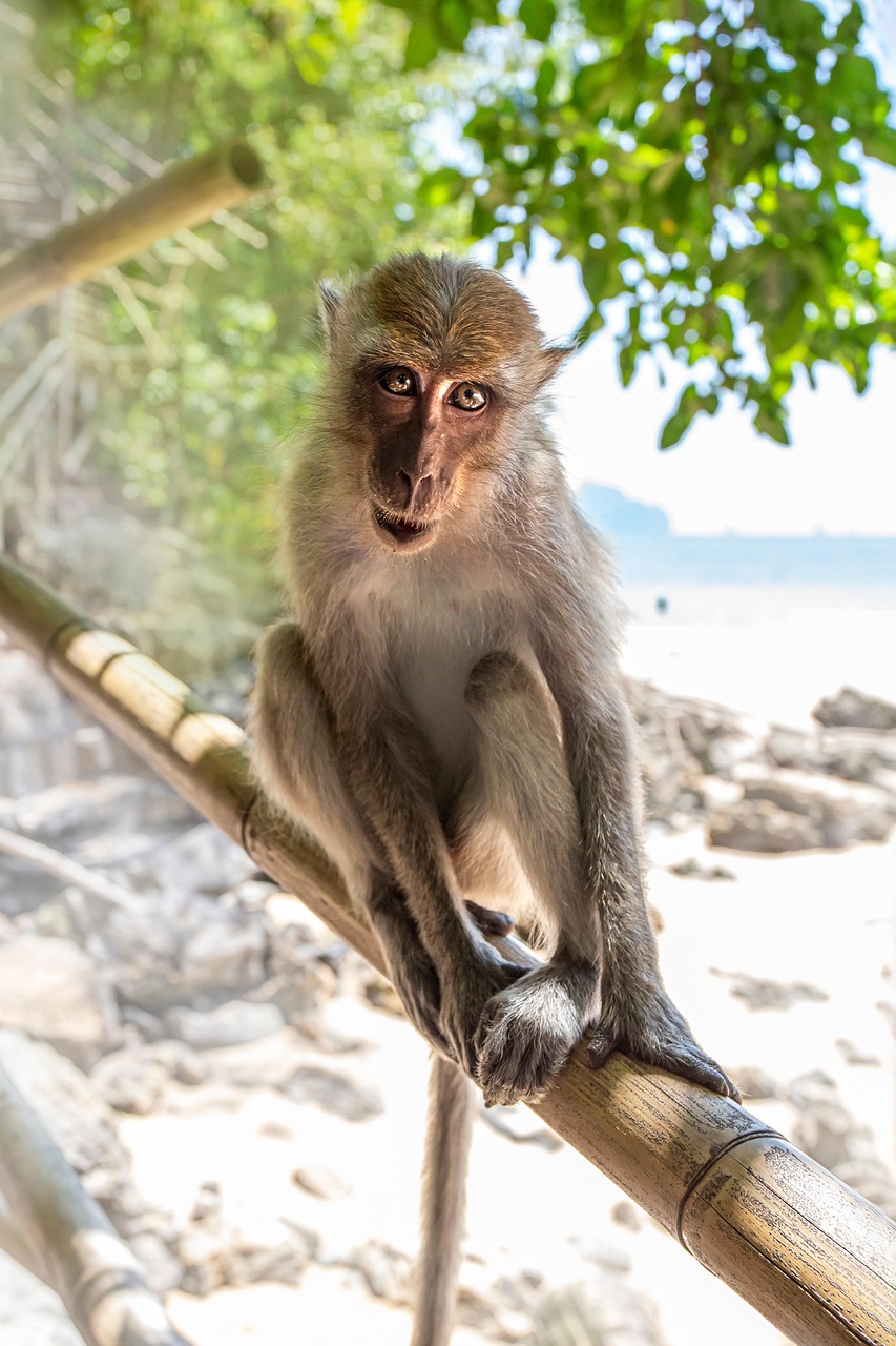 Animal Monkey Mammal - Free photo on Pixabay