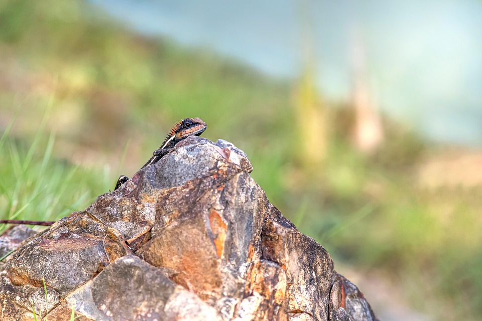 Reptiel Hagedis Soort Dieren In - Gratis foto op Pixabay