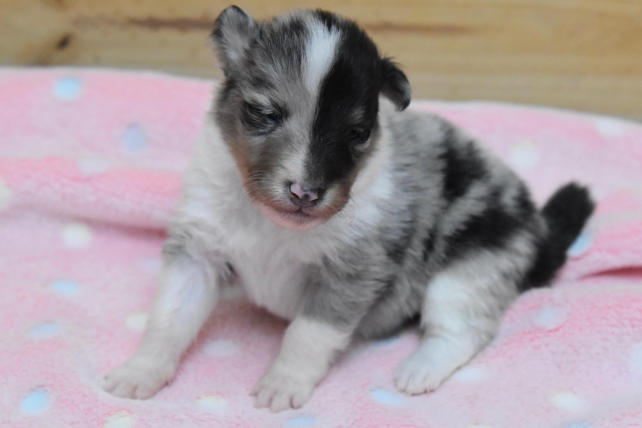 Cachorro Pastor Shetland Color - Foto gratis en Pixabay - Pixabay