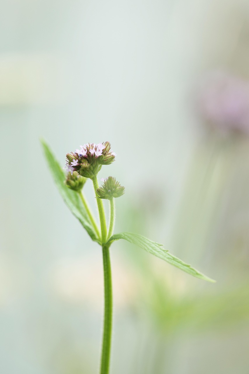 Natureza Flor Verbena - Foto gratuita no Pixabay