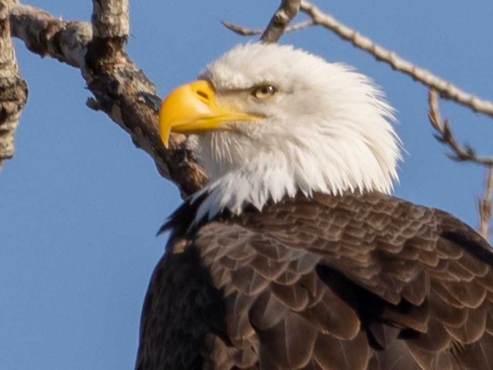 American Bald Eagle - Free photo on Pixabay - Pixabay