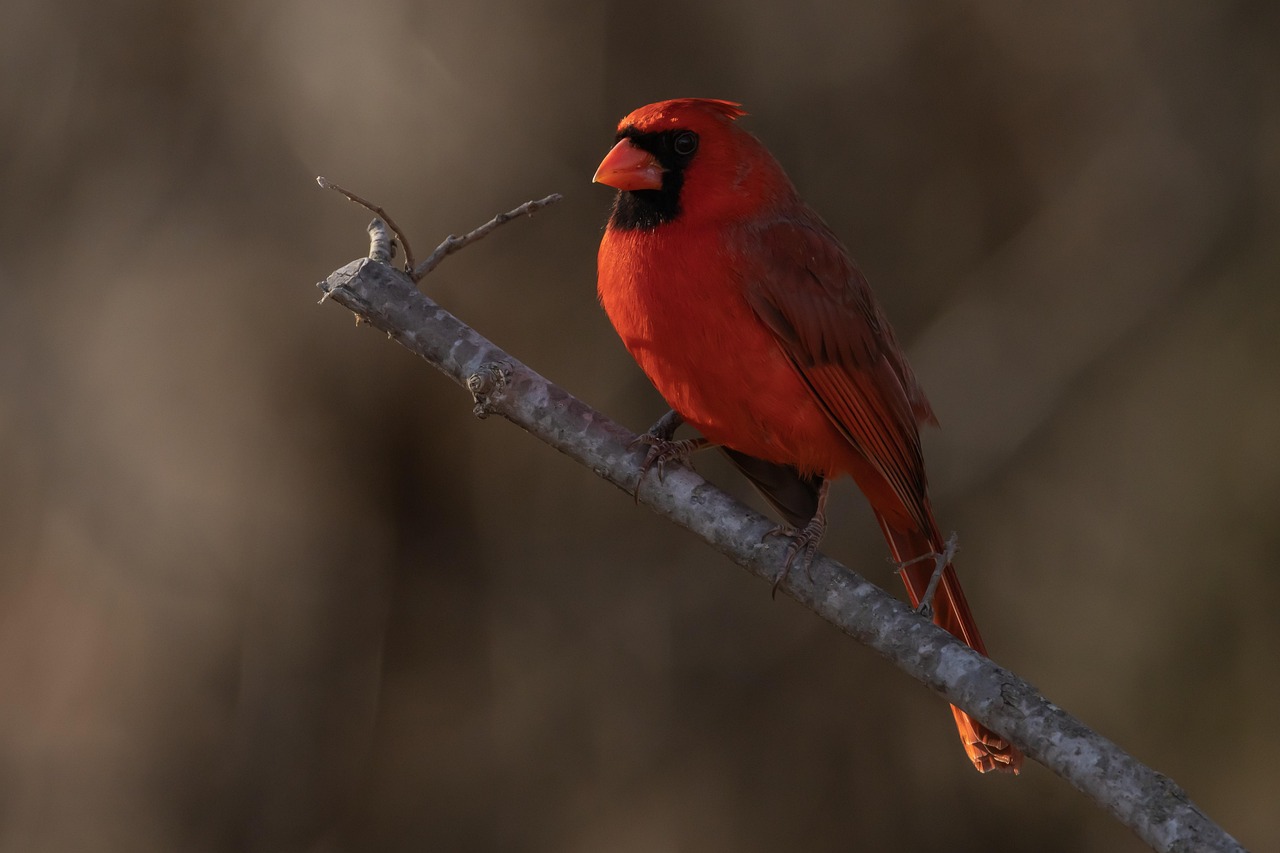 10,000+ Free Male Cardinal & Cardinal Images - Pixabay