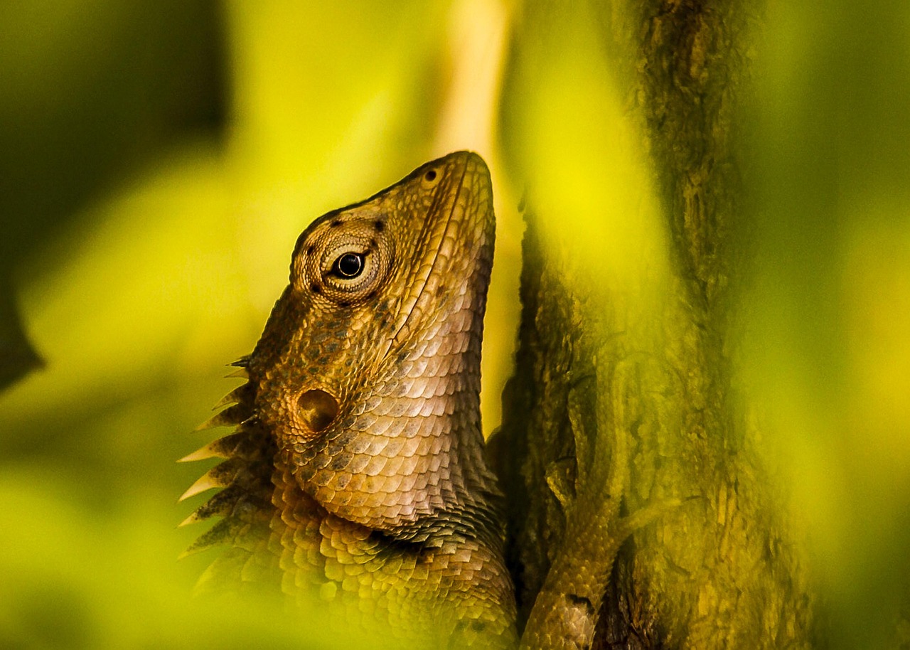 Oriental Garden Lizard - Free photo on Pixabay